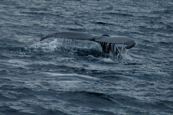 Six Fun Things to Do in Dominica