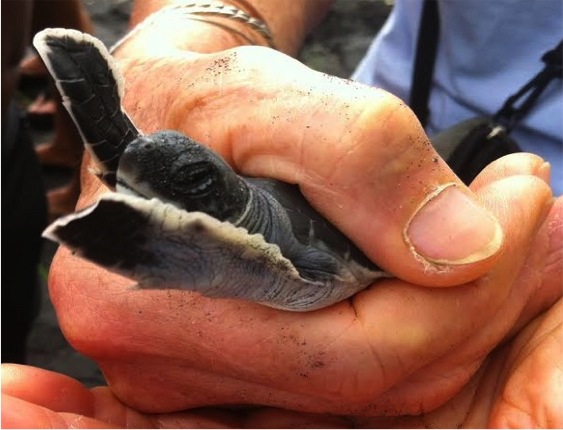 Green Caribbean: Hatching Sea Turtles in Dominica in 8 Photos