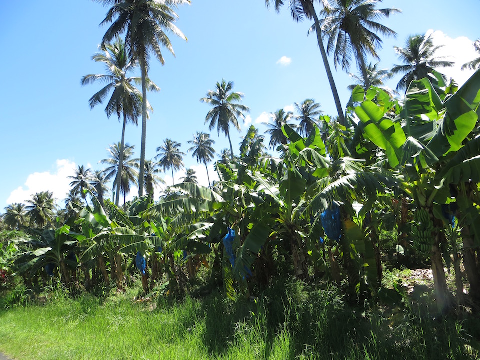 In One Puerto Rican City, Going Bananas for Gastronomy