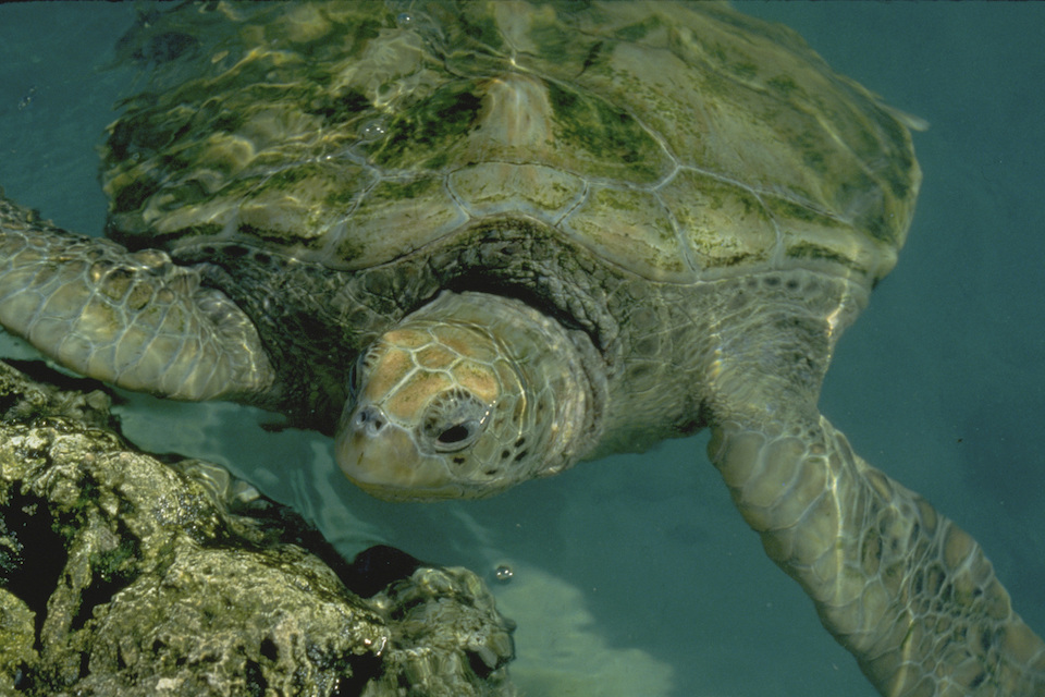 Tracking Sea Turtles in the US Virgin Islands