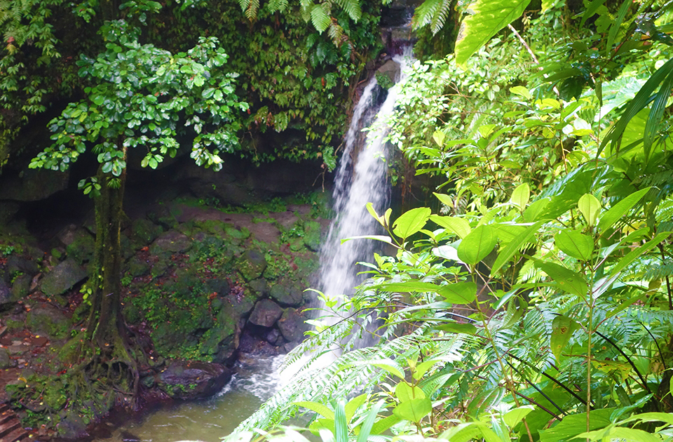 Dominica’s Emerald Pool
