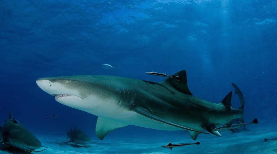 What Sharks Mean to the Bahamian Economy
