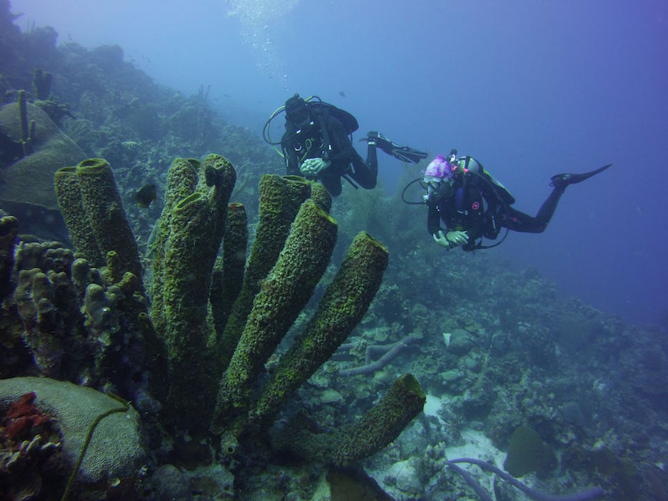 Caribbean Coral Reef Report Cards