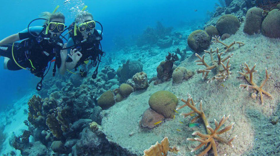 In Curaçao, Planting New Coral Reefs