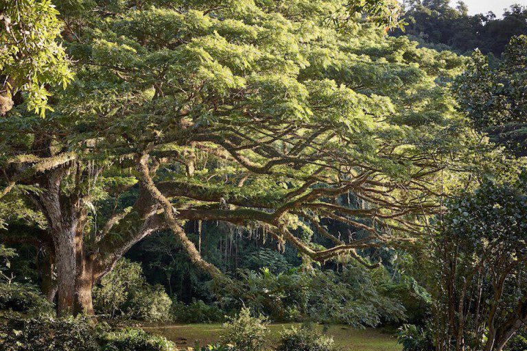 A Special Tree in Martinique