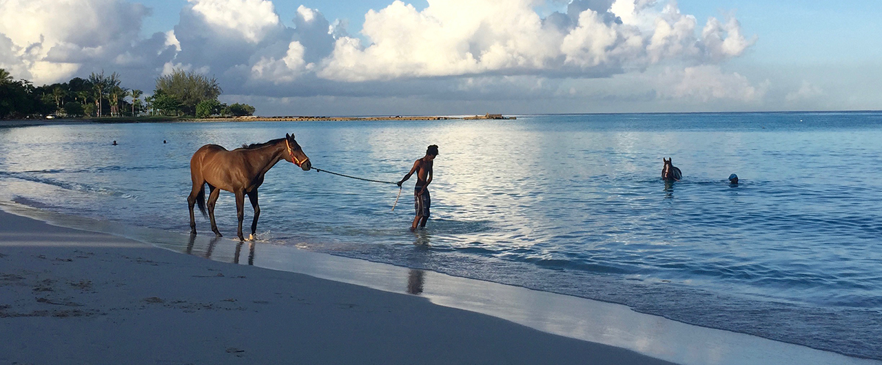 Why There Are Horses on the Beach in Barbados