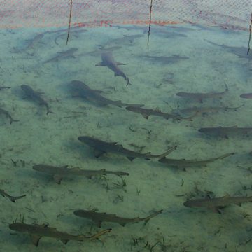The Caribbean's Secret Shark Lab