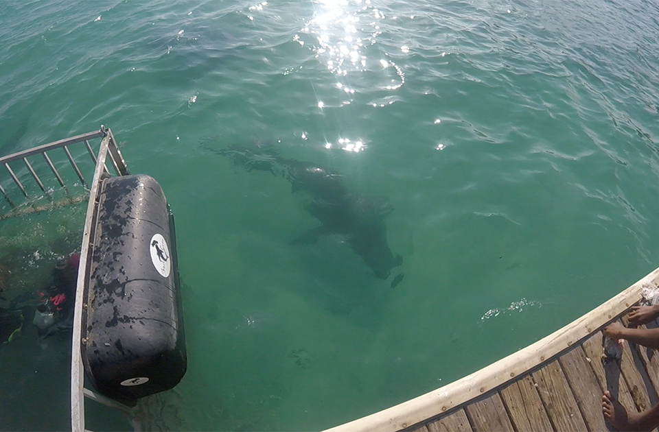 15 Photos That Will Make You Want to Visit Bimini - Page 11 of 14