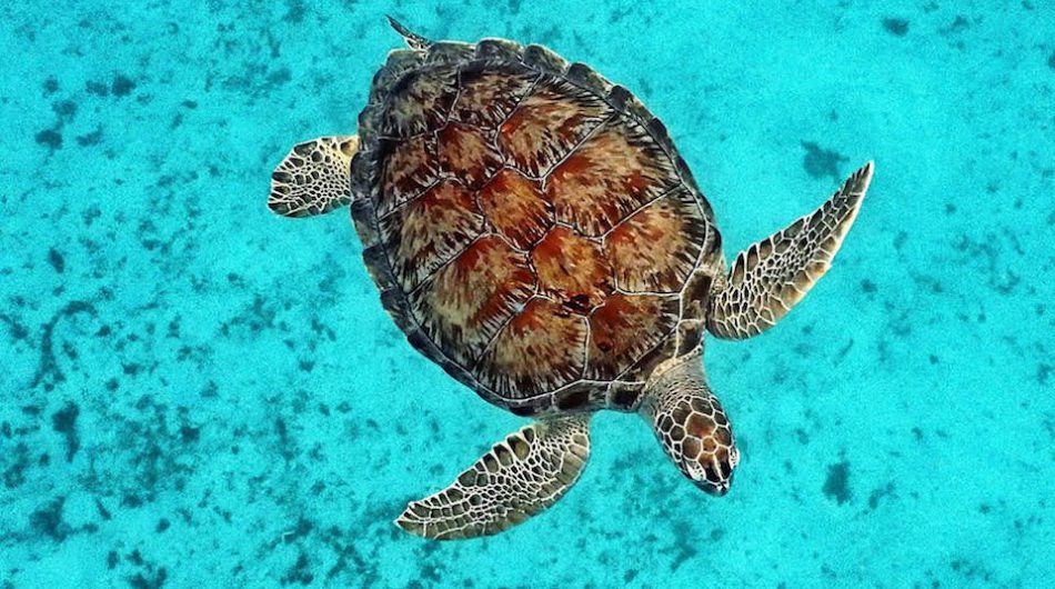 Caribbean Photo of the Week: A Sea Turtle in Barbados