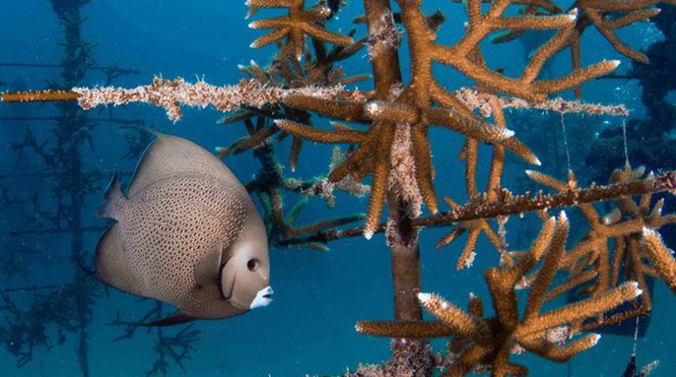Changing the Game for Coral Reefs