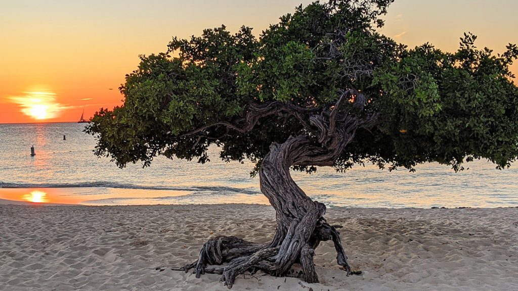 Caribbean Photo of the Week: A Tree Grows in Aruba