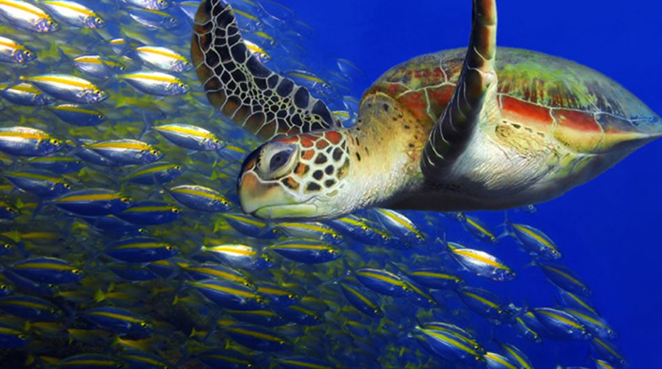 At the Four Seasons Nevis, Saving Caribbean Sea Turtles