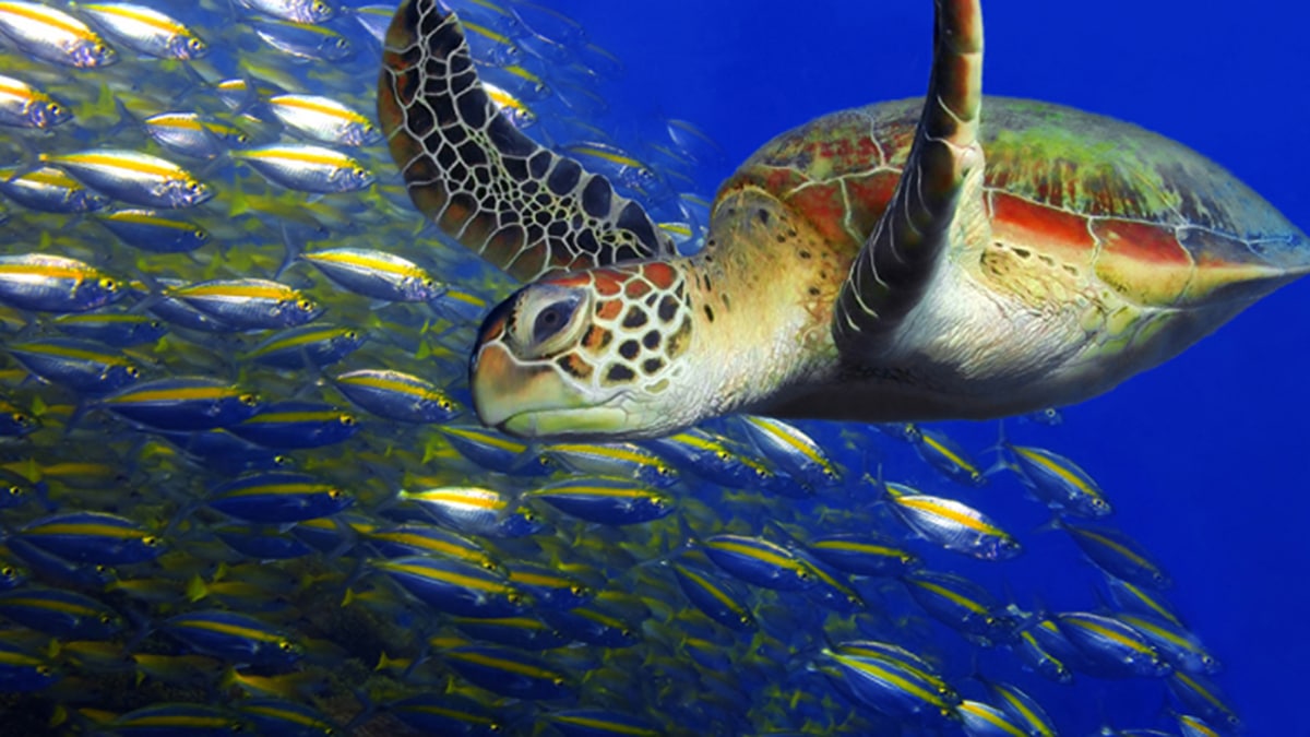 At the Four Seasons Nevis, Saving Caribbean Sea Turtles