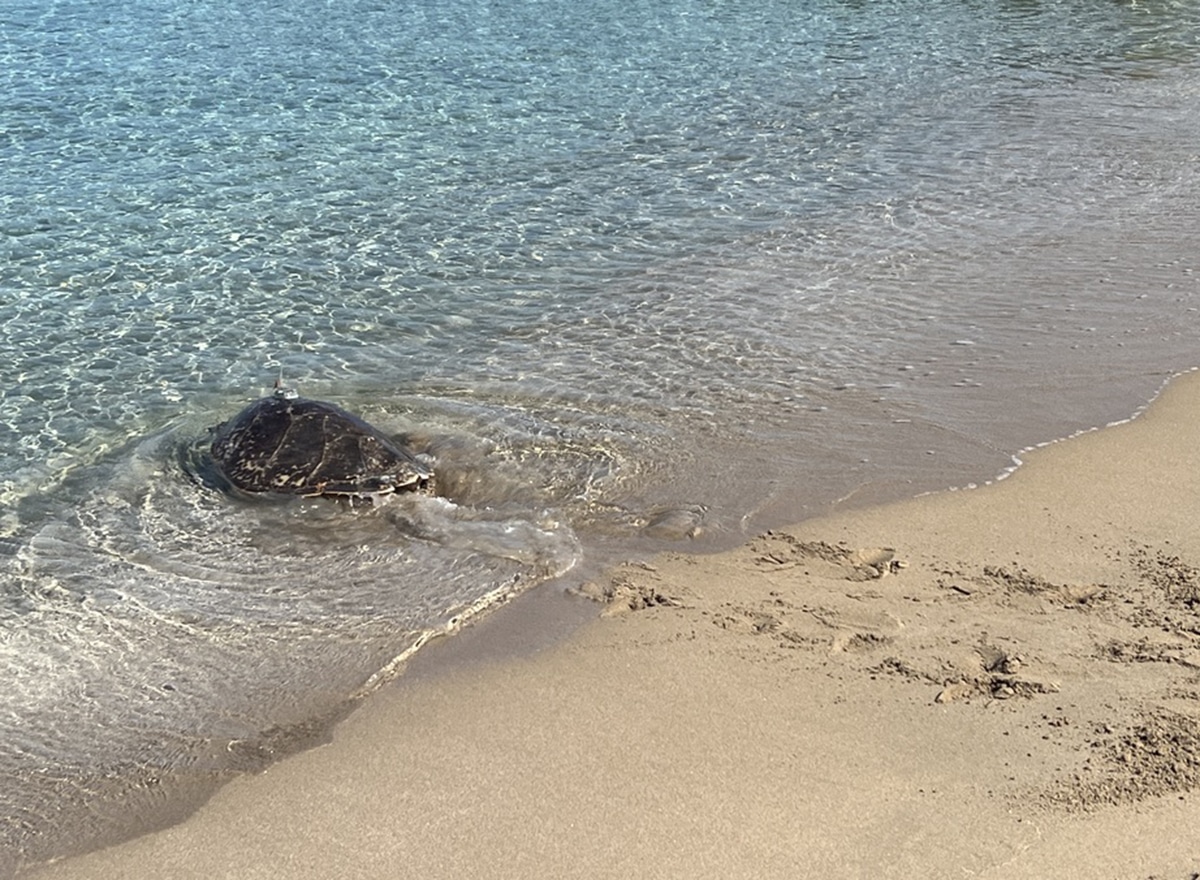 The Caribbean’s Tour de Turtles