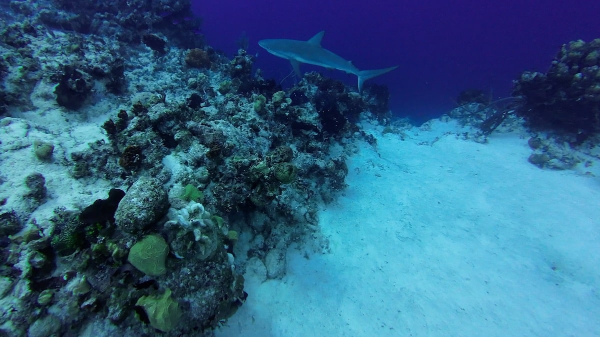 The Ultimate Caribbean Scuba Diving Destination