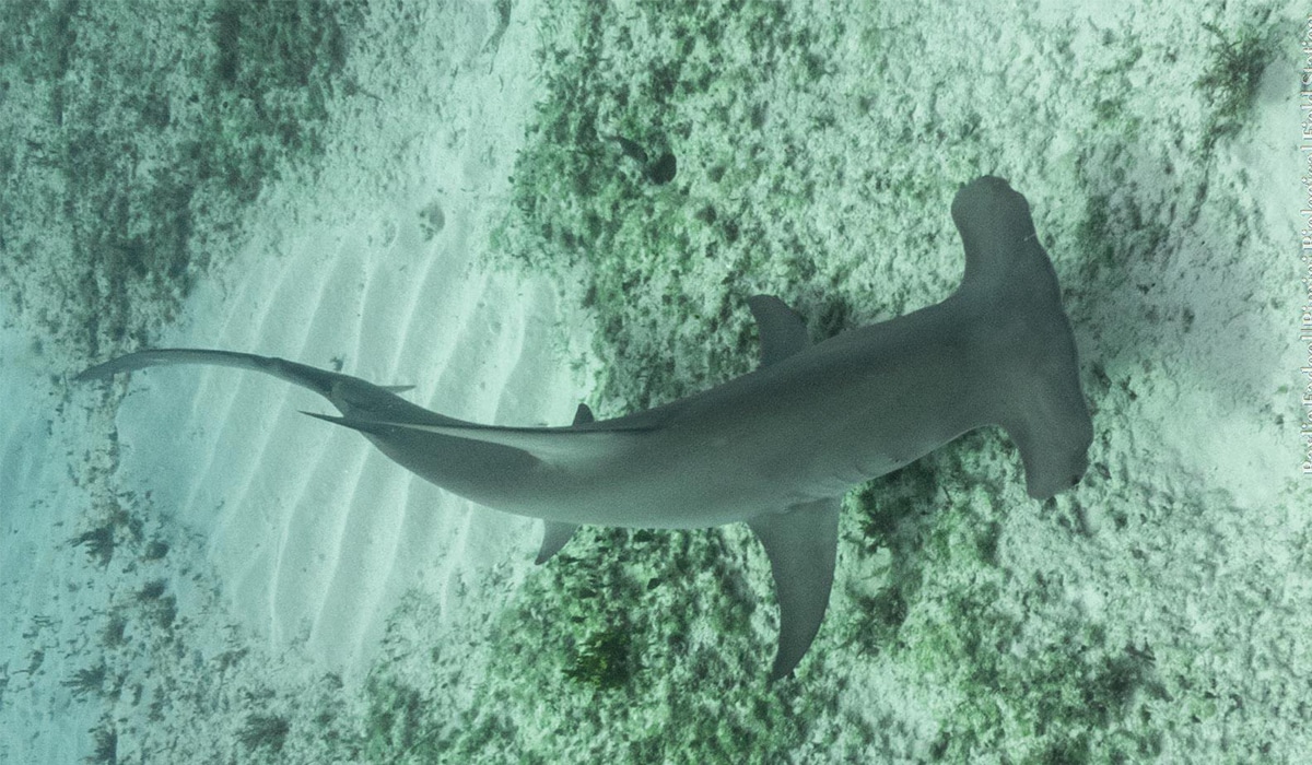 Learning to Love Sharks on Bimini in the Bahamas