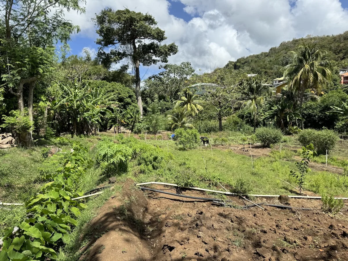 How Grenada Is Setting the Standard for Caribbean Sustainable Tourism