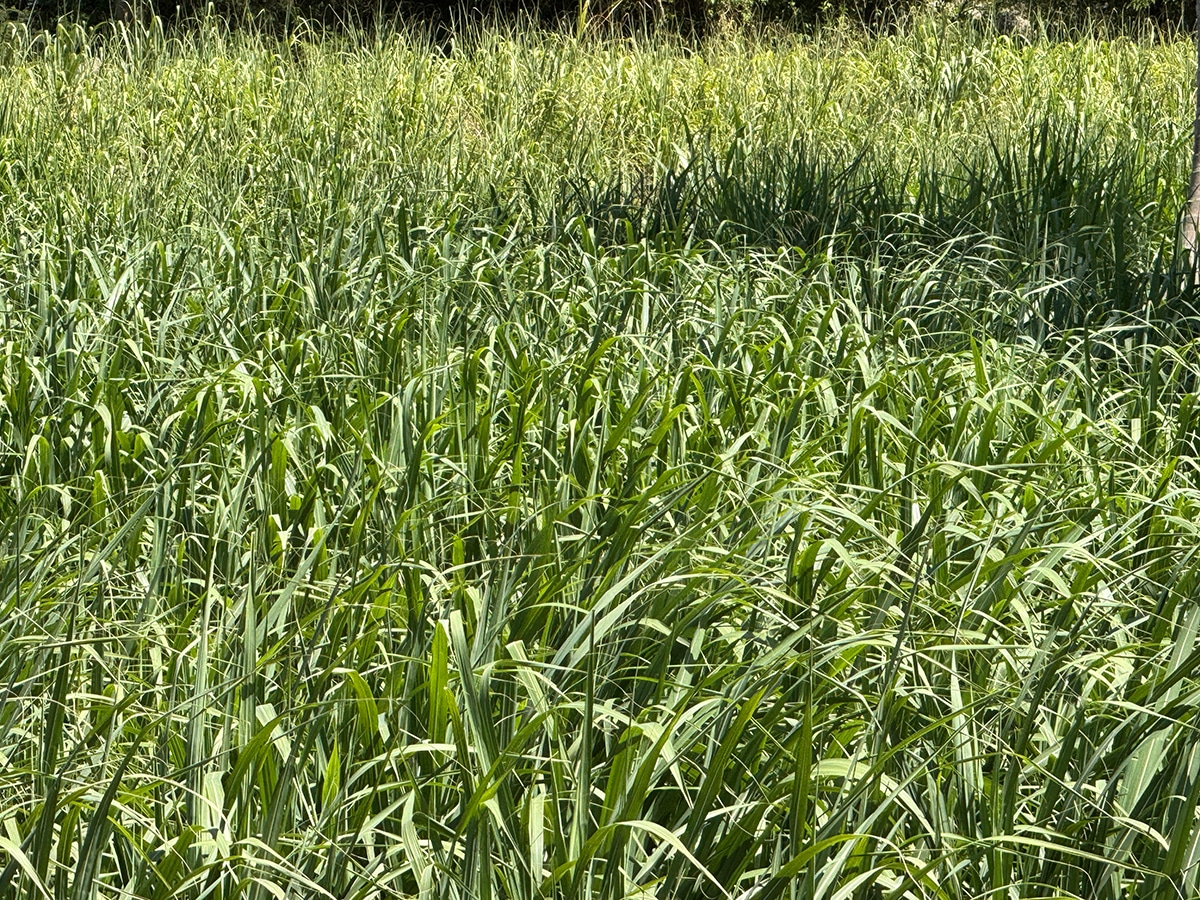 Rum Journal: The Caribbean’s Best New Rum Is From Grenada